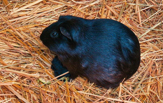 Guinea Pig Rodent Animal - Free photo on Pixabay