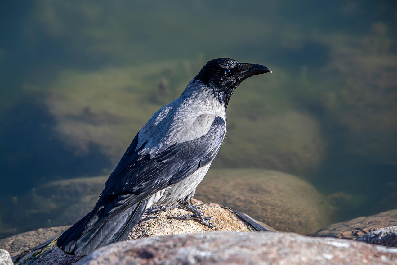 Pájaro Corneja Cuervo Fauna - Foto gratis en Pixabay - Pixabay