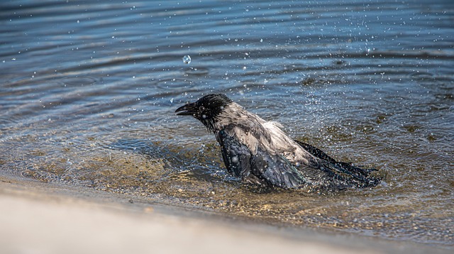 Hooded Crow Bird - Free photo on Pixabay