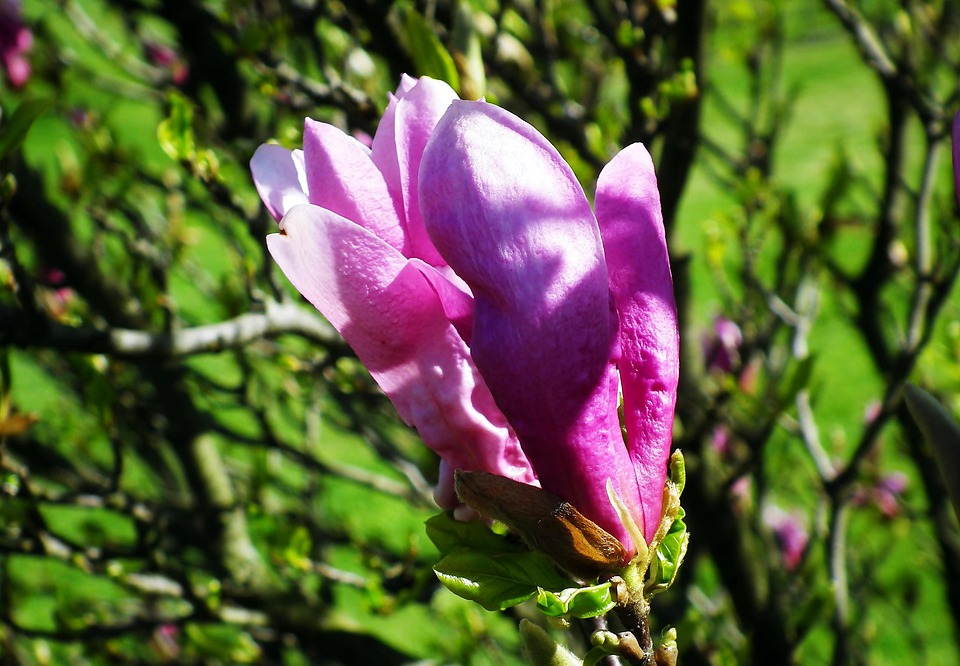 Magnolia Bloem Roze - Gratis foto op Pixabay - Pixabay