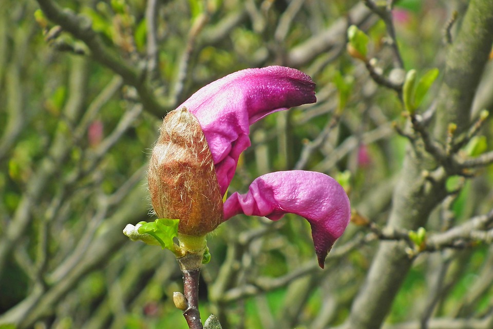Magnolia Flores Color De Rosa - Foto gratis en Pixabay - Pixabay