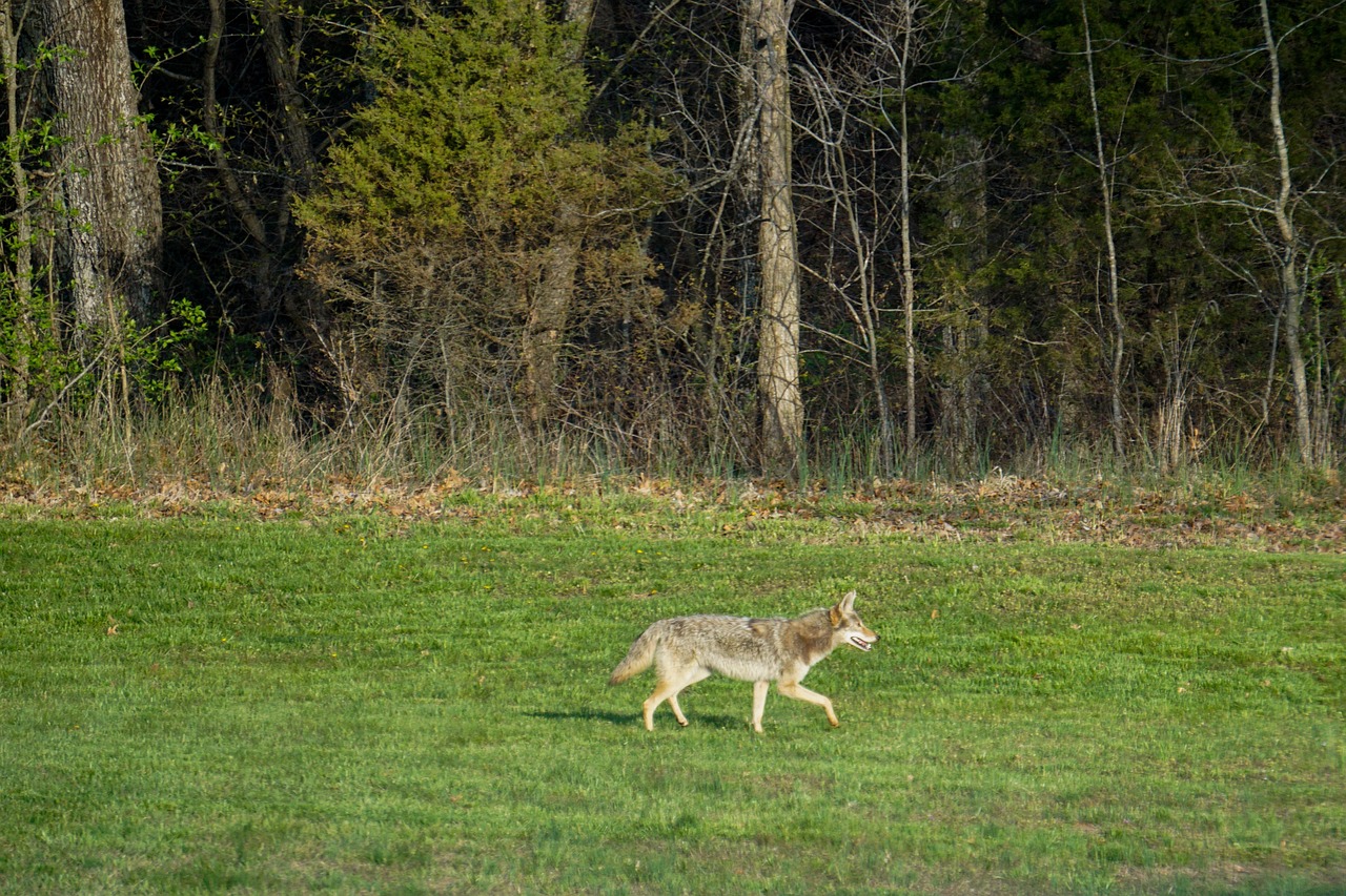 Coyote Nature Sauvage - Photo gratuite sur Pixabay - Pixabay