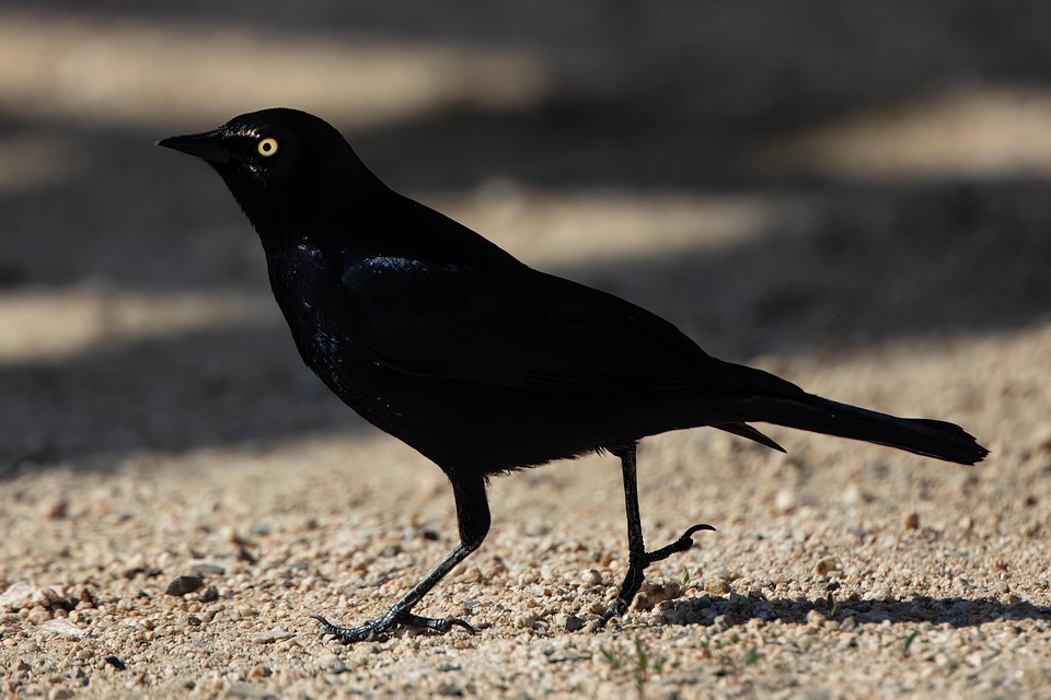 Bird Blackbird Ornithology - Free photo on Pixabay
