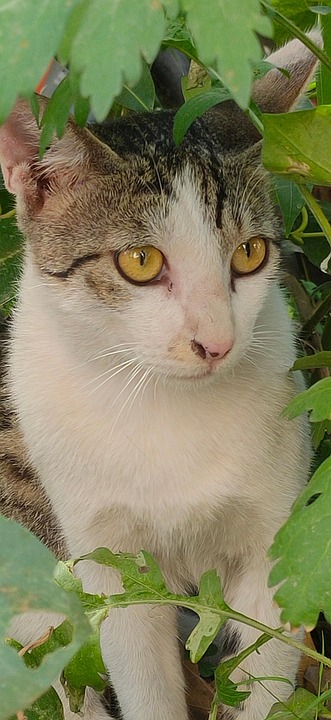 Gatto Bianco Cat Animale - Foto gratis su Pixabay - Pixabay