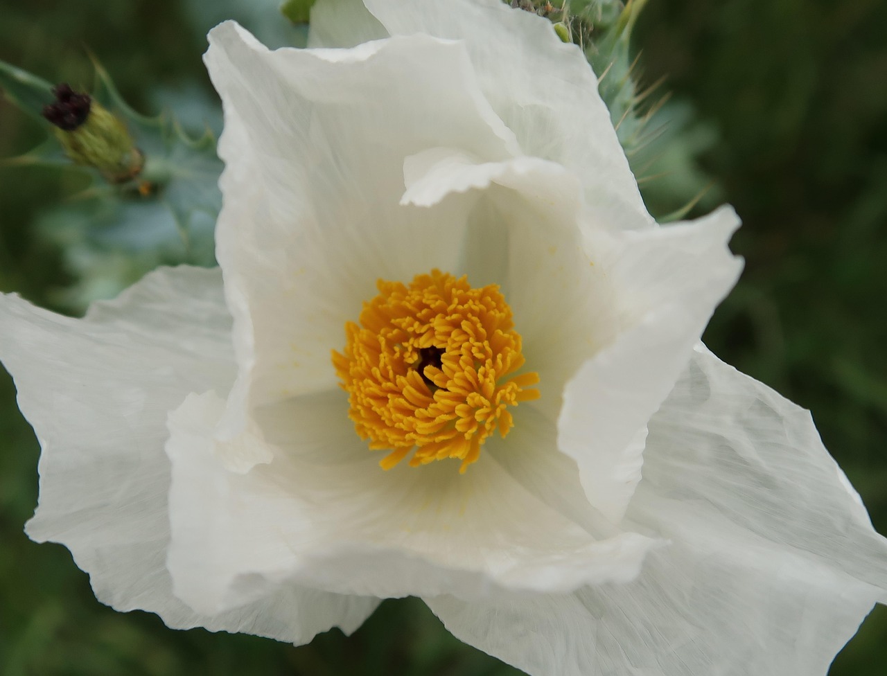 Fleur Coquelicot Nature - Photo gratuite sur Pixabay - Pixabay