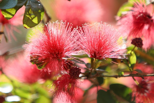 Bunga-Bunga Kelopak Daun-Daun - Foto gratis di Pixabay - Pixabay