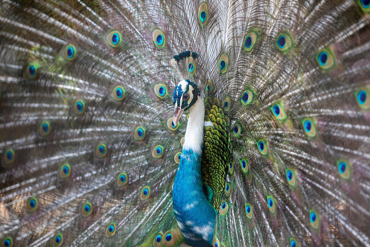 Páv Vták Zviera Voľne Žijúce - Fotografia zdarma na Pixabay - Pixabay