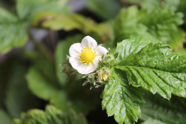 Strawberry Flower Plant - Free photo on Pixabay - Pixabay