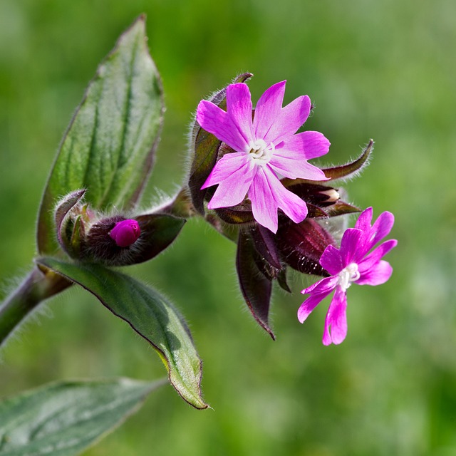 Flowers Blooms Red Campion - Free photo on Pixabay - Pixabay