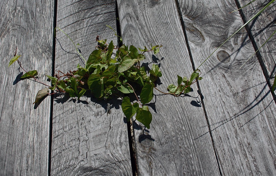 Plant Flora Bridge - Free photo on Pixabay - Pixabay