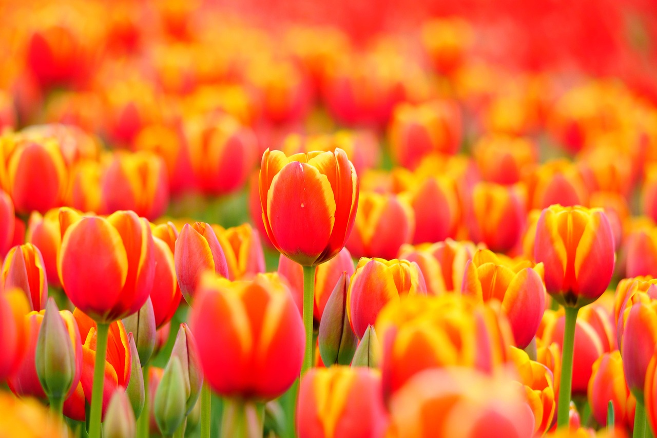 Flowers Tulips Field - Free photo on Pixabay
