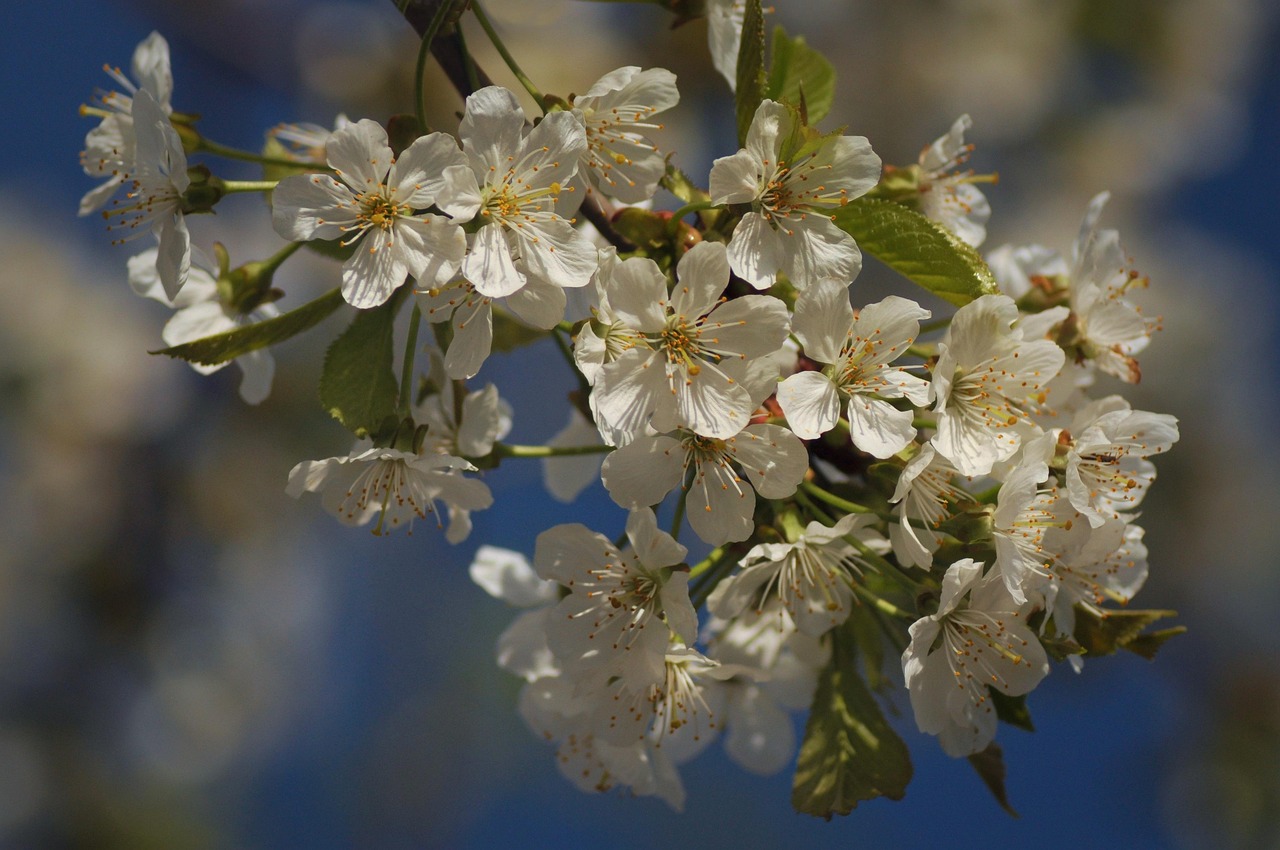Flores Flor De Cereza Pétalos - Foto gratis en Pixabay - Pixabay