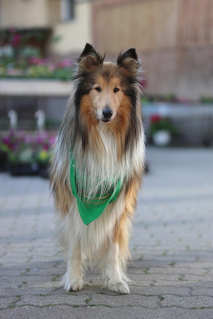 Dog Scottish Shepherd Animal Sheep - Free photo on Pixabay - Pixabay