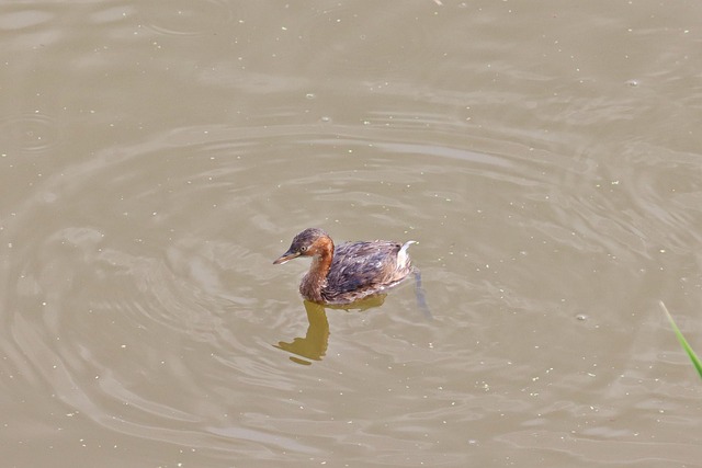 Little Grebe Wildlife Animals - Free photo on Pixabay - Pixabay