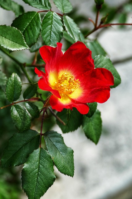 Plus de 30 images de Fleur Eglantine et de Églantine - Pixabay