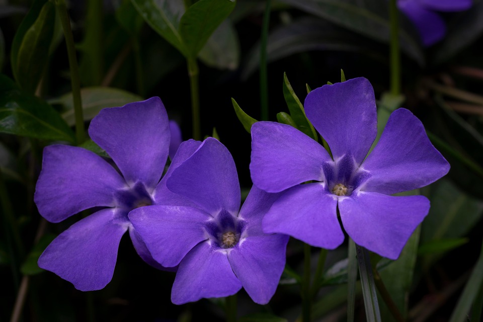 Flowers Forest Periwinkle - Free photo on Pixabay