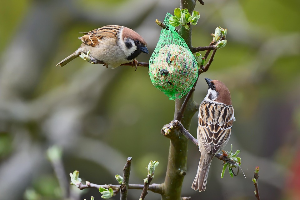 Field Sparrow Birds Animals - Free photo on Pixabay