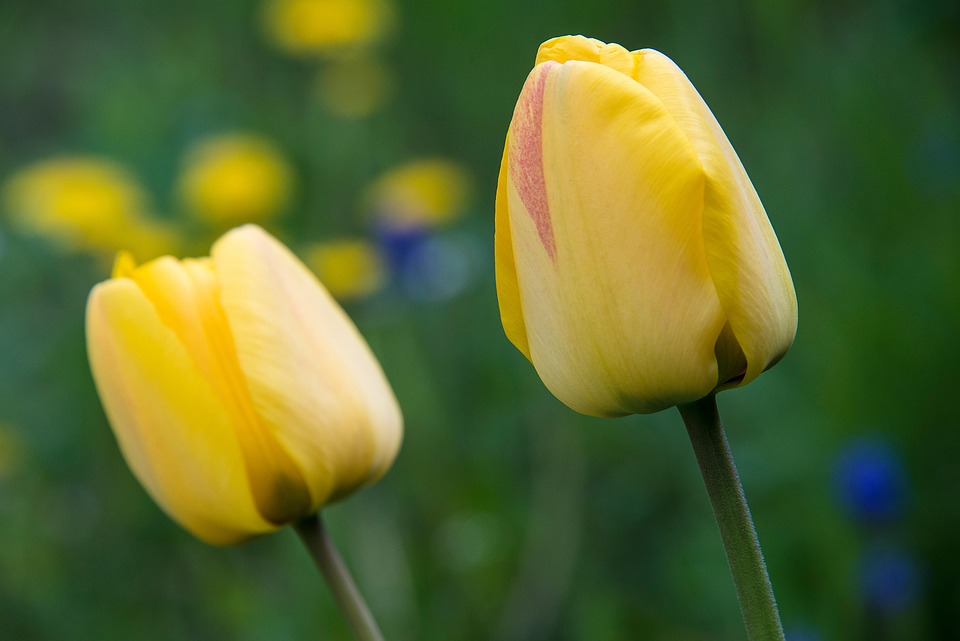 Tulips Yellow - Free photo on Pixabay - Pixabay