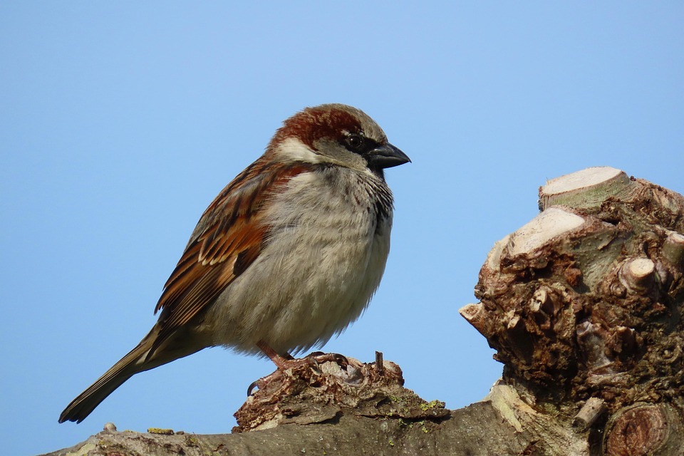Bird Sparrow Ornithology - Free photo on Pixabay