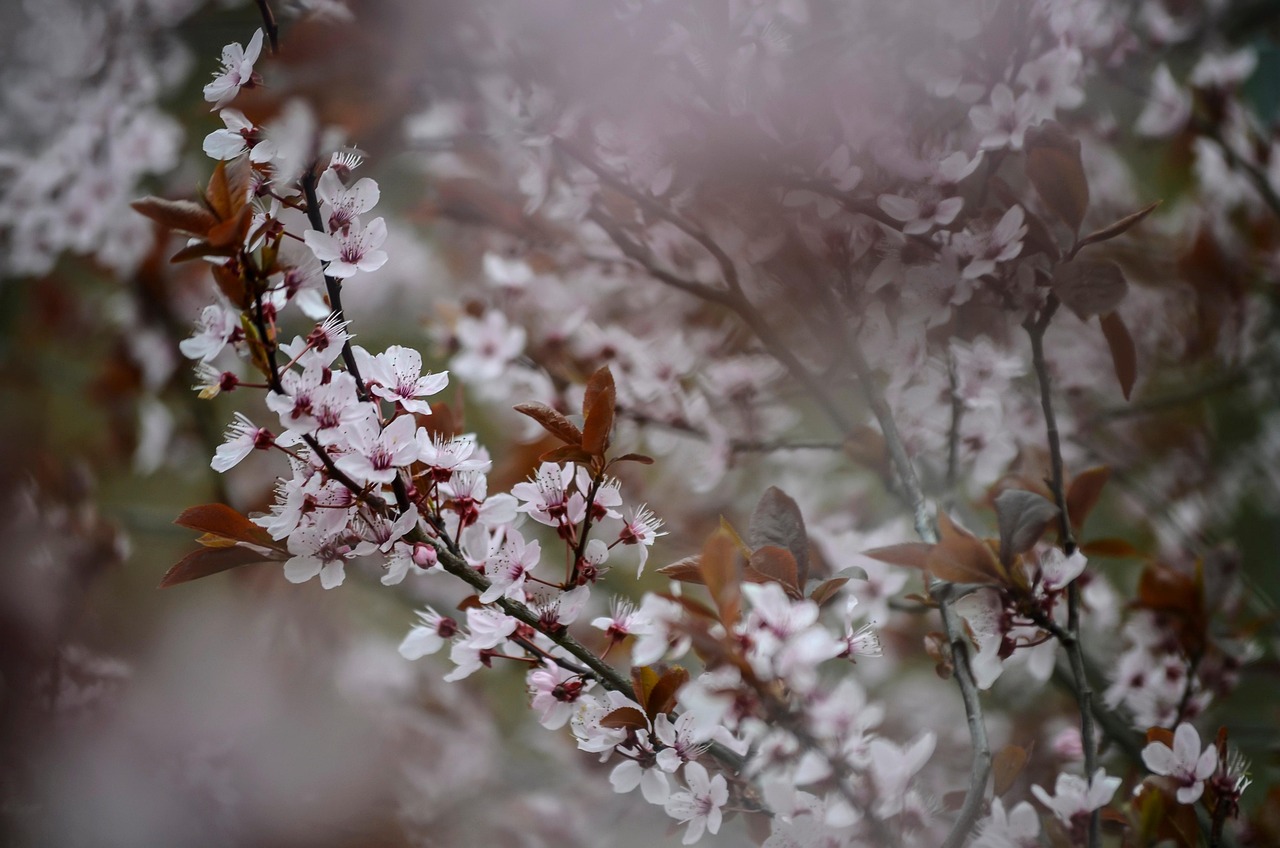 Flowers Tree Branches - Free photo on Pixabay