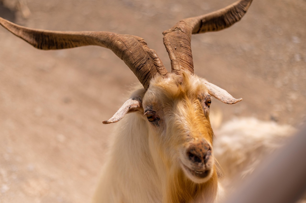 Animal Cabra Mamífero - Foto gratis en Pixabay - Pixabay