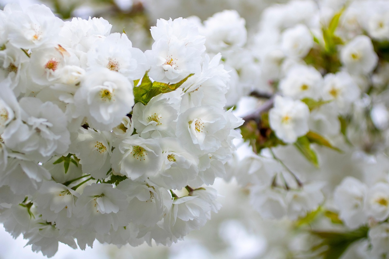 Flores Árbol Flor De Cereza - Foto gratis en Pixabay - Pixabay