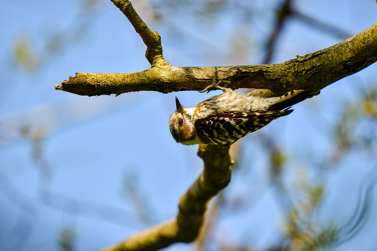 100+ Free Japanese Forest & Forest Photos - Pixabay