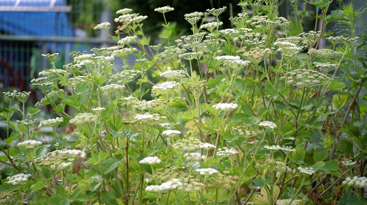 Natur Vild Blomma - Gratis foto på Pixabay