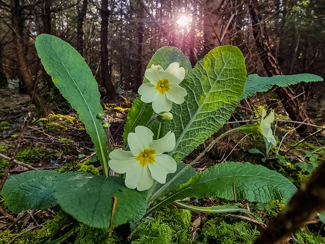 Flores Del Bosque Árboles - Foto gratis en Pixabay - Pixabay