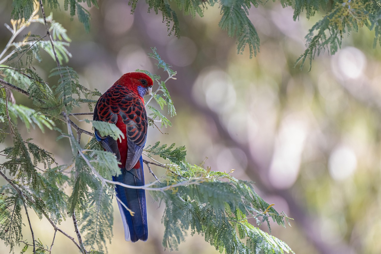Rosella Carmesí Loro Pájaro - Foto gratis en Pixabay - Pixabay