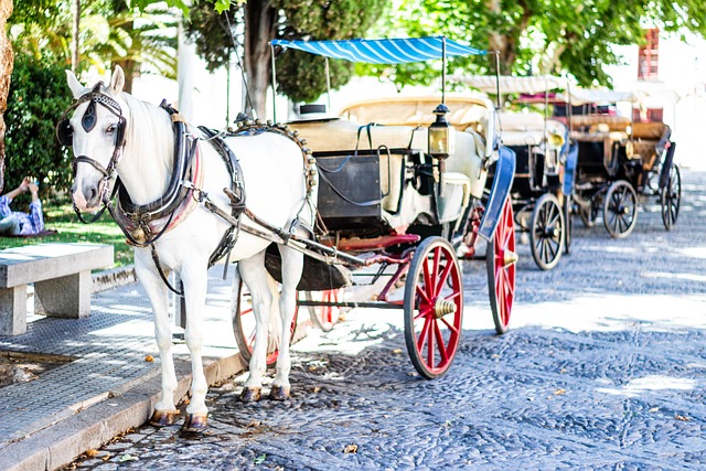 Caballo Carro Yegua - Foto gratis en Pixabay - Pixabay