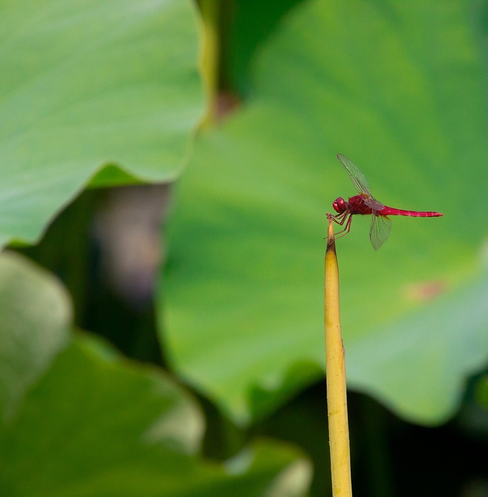 Dragonfly Insect Stem - Free photo on Pixabay