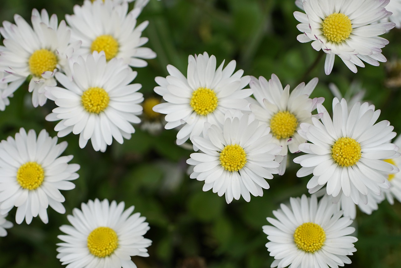 Flores Margarida Bellis Perennis - Foto gratuita no Pixabay - Pixabay