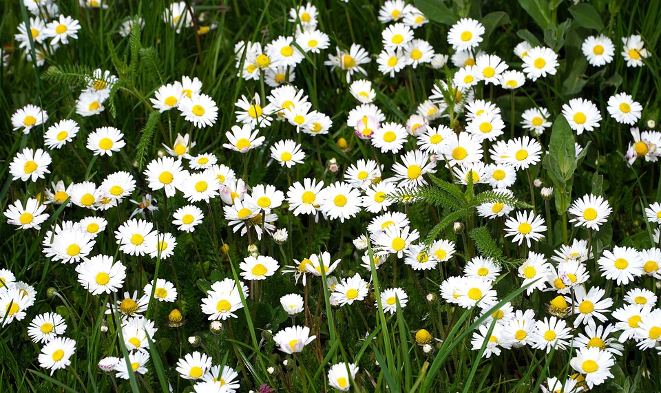 Flowers Daisies Flora - Free photo on Pixabay