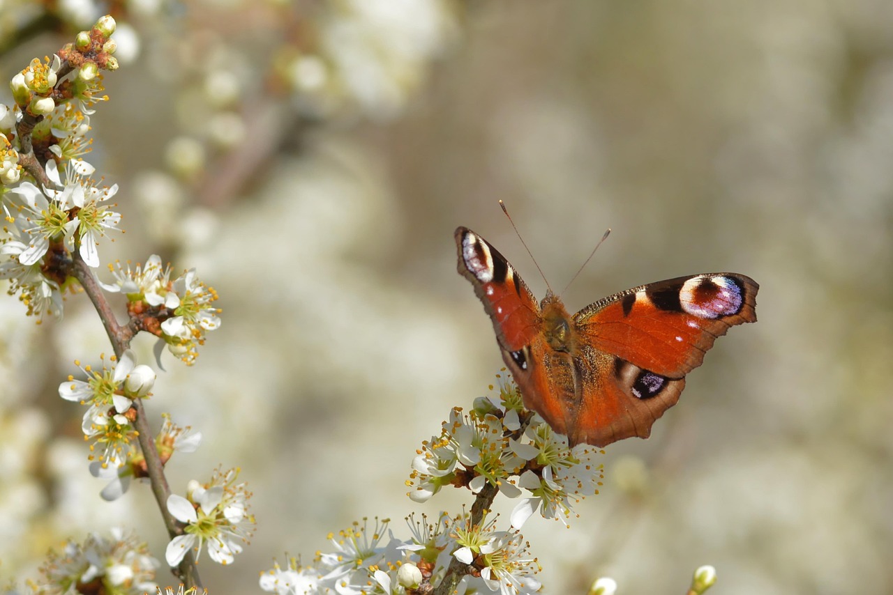 Peacock Butterfly - Free photo on Pixabay - Pixabay