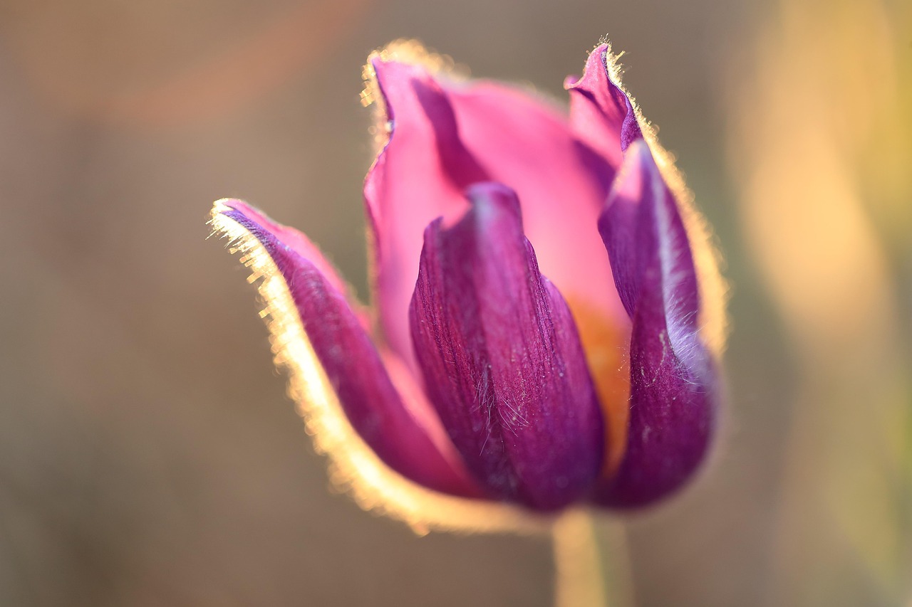 Mais de 100 imagens grátis de Schlichte Blume e Blume - Pixabay