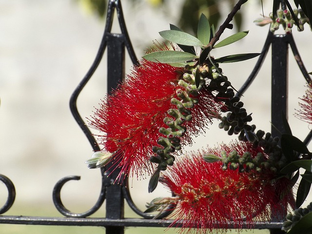 Flor Plumerillo Rojo Planta - Foto gratis en Pixabay - Pixabay