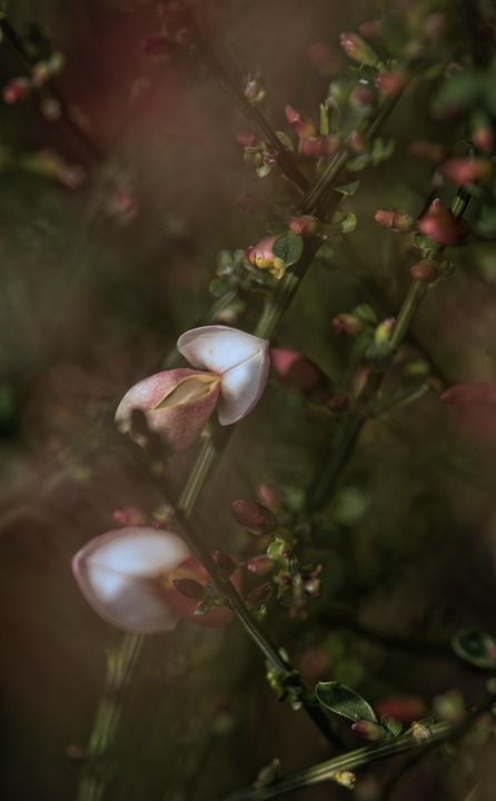 Flower Ginster Blossom - Free photo on Pixabay - Pixabay