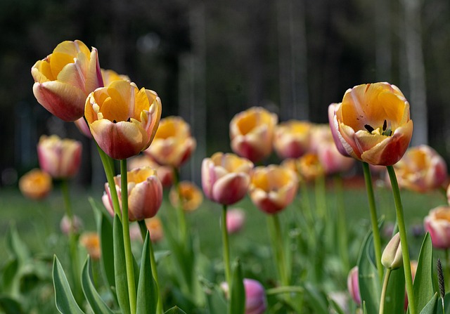 Tulipas Flores Primavera - Foto gratuita no Pixabay - Pixabay