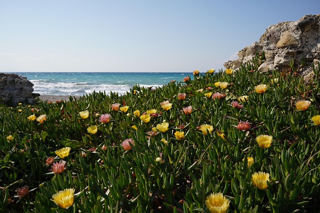 Flores Costa Playa - Foto gratis en Pixabay - Pixabay