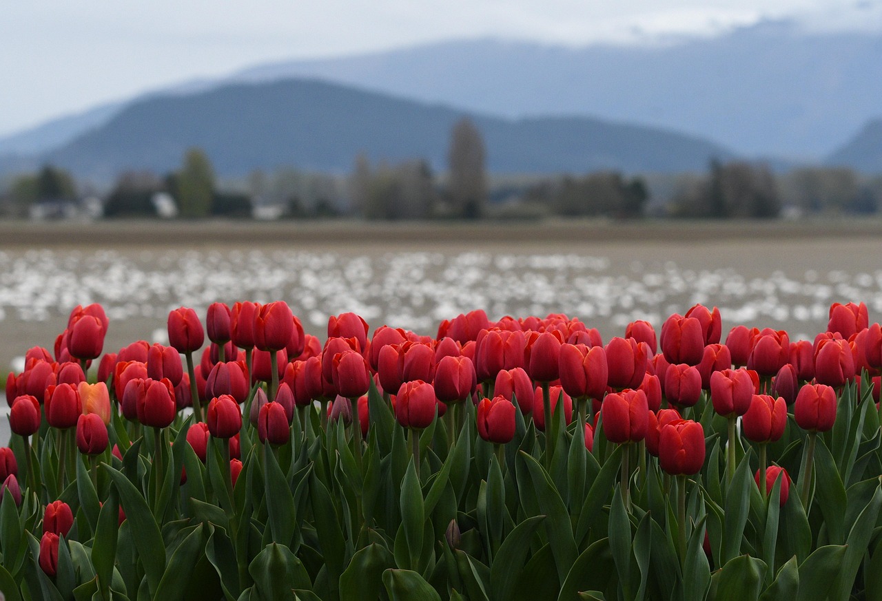 Flowers Field Skagit Valley Tulip - Free photo on Pixabay