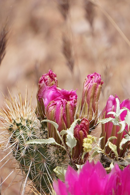Flower Cactus Trail - Free photo on Pixabay