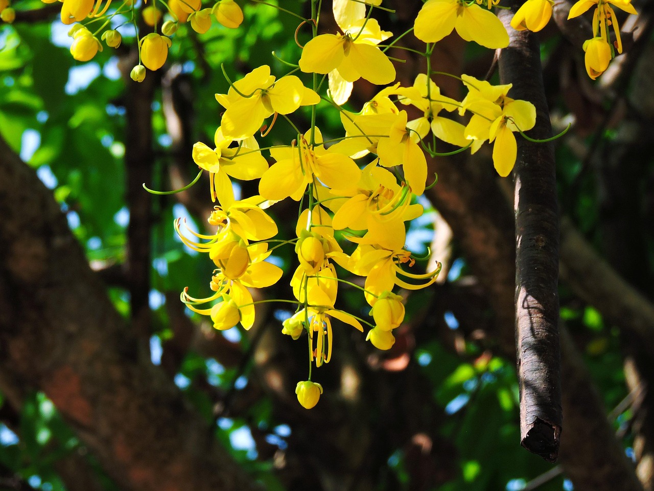 Cassia Fistula Flowers Yellow Free Photo On Pixabay