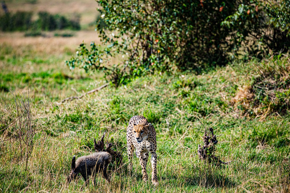 Cheetah Cub Feline - Free photo on Pixabay