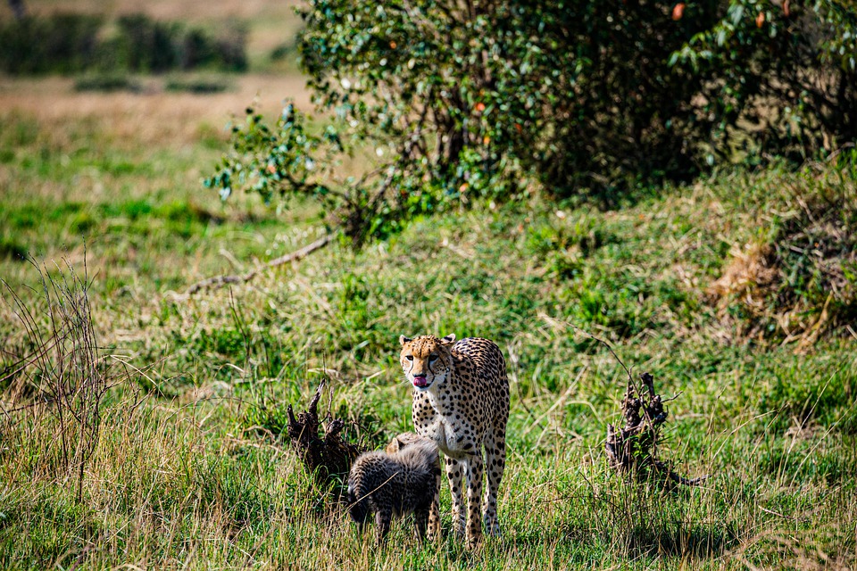 Cheetah Feline Cub - Free photo on Pixabay