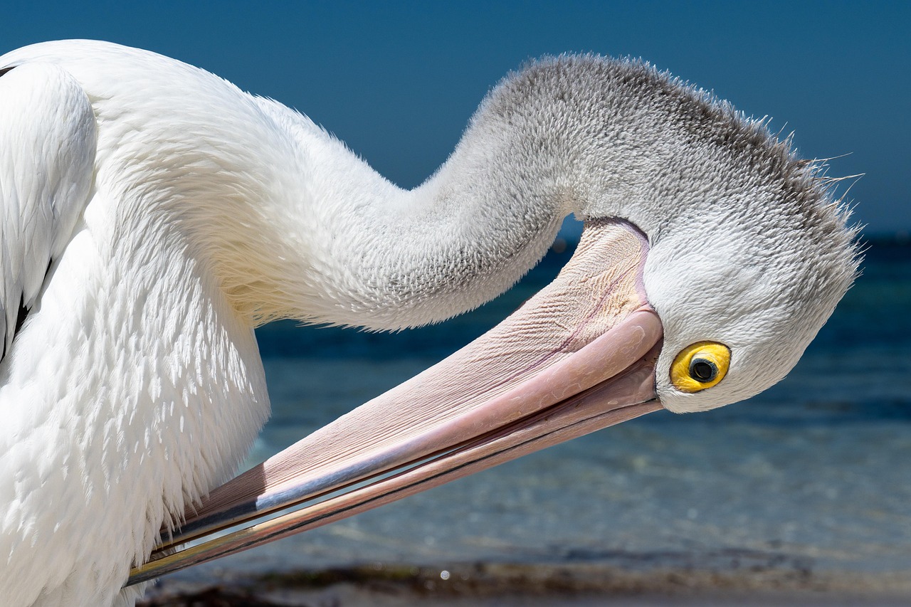 4,000+ Free Pelican Migration Consultants & Pelican Images - Pixabay