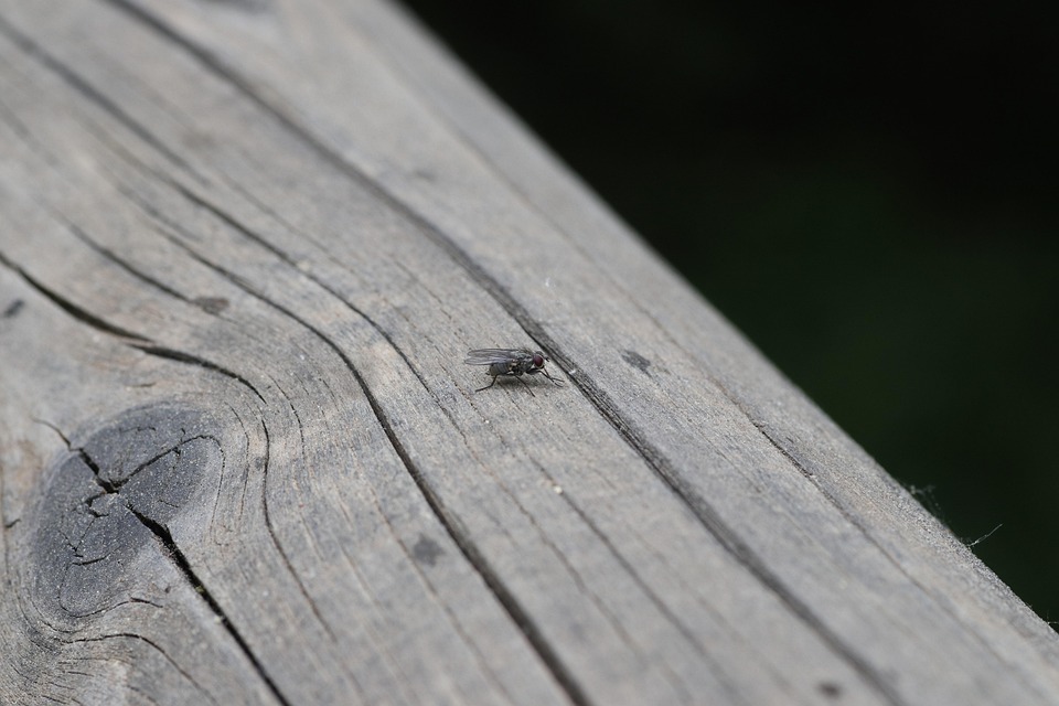 Insecte La Nature Mouche - Photo gratuite sur Pixabay - Pixabay