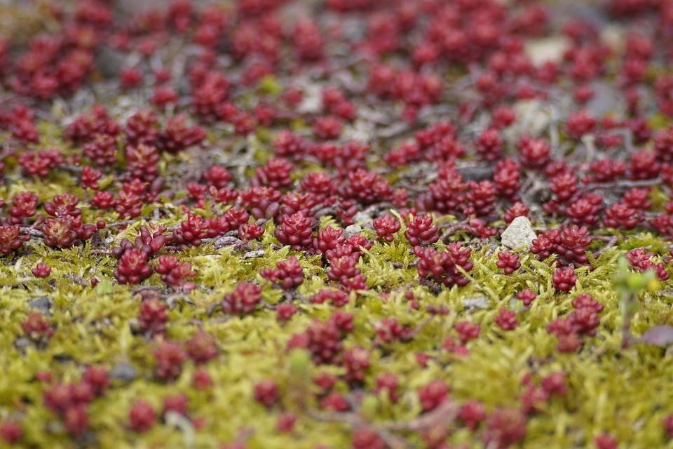 Moss Sedum Colorful - Free photo on Pixabay