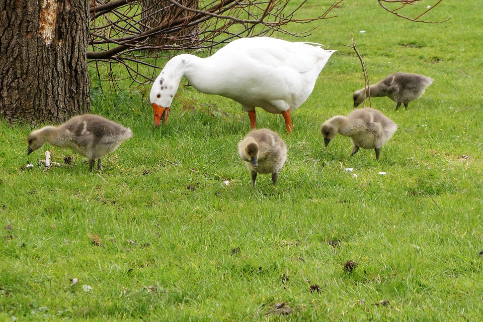 Birds White Goose Chicks - Free photo on Pixabay - Pixabay