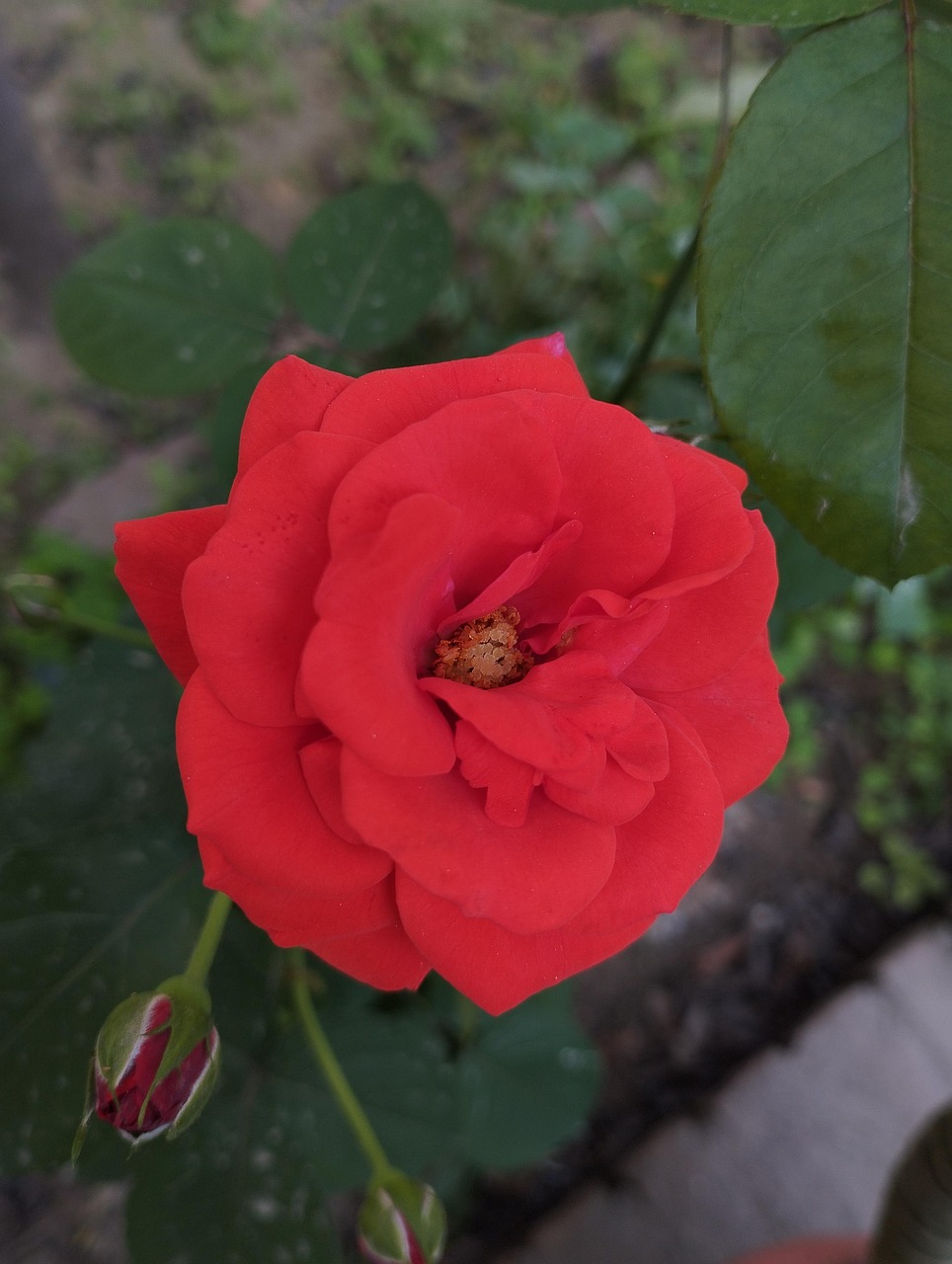 Fleur Rose Nature - Photo gratuite sur Pixabay